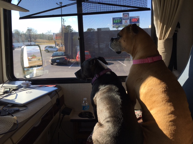 RV Travel with Pets | RV 101® / RV Education 101®